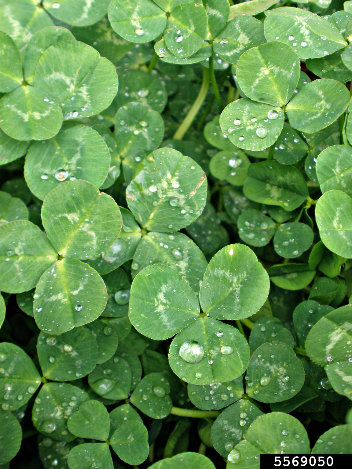white clover (Trifolium repens L.)
