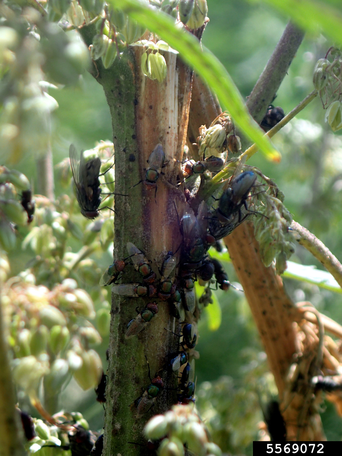 picture-winged fly (Physiphora demandata (Fabricius, 1798))