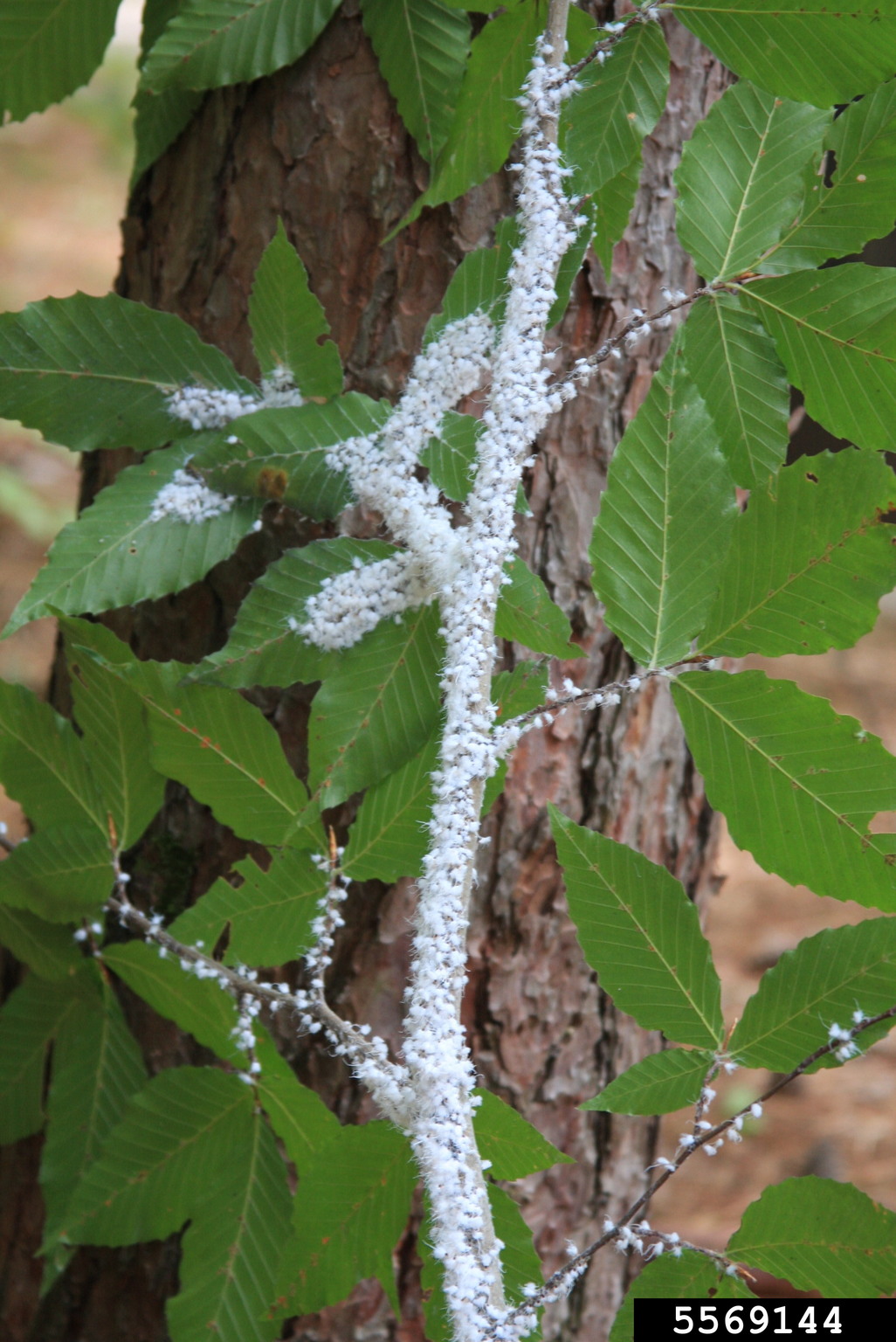 beech blight aphid (Grylloprociphilus imbricator)