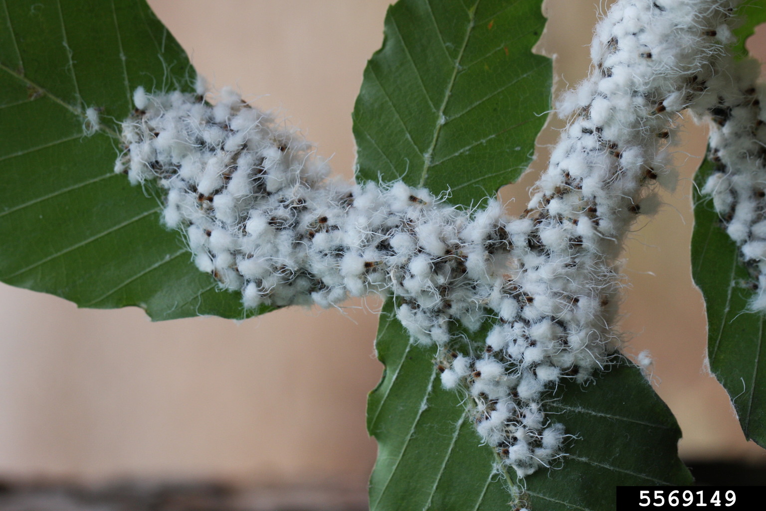 beech blight aphid (Grylloprociphilus imbricator (Fitch, 1851))