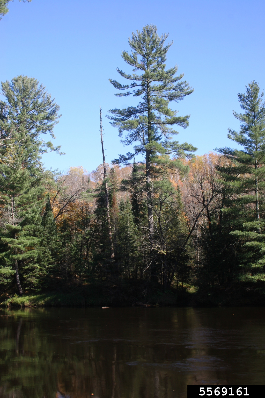 eastern white pine, Pinus strobus (Pinales: Pinaceae) - 5569161