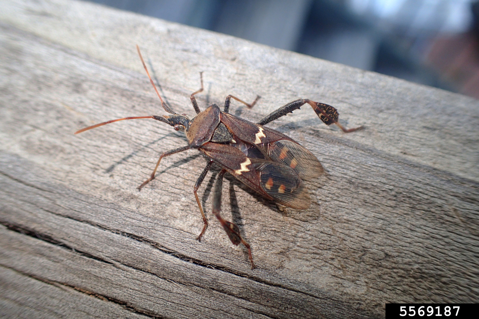western leaf-footed bug (Leptoglossus clypealis Heidemann, 1910)