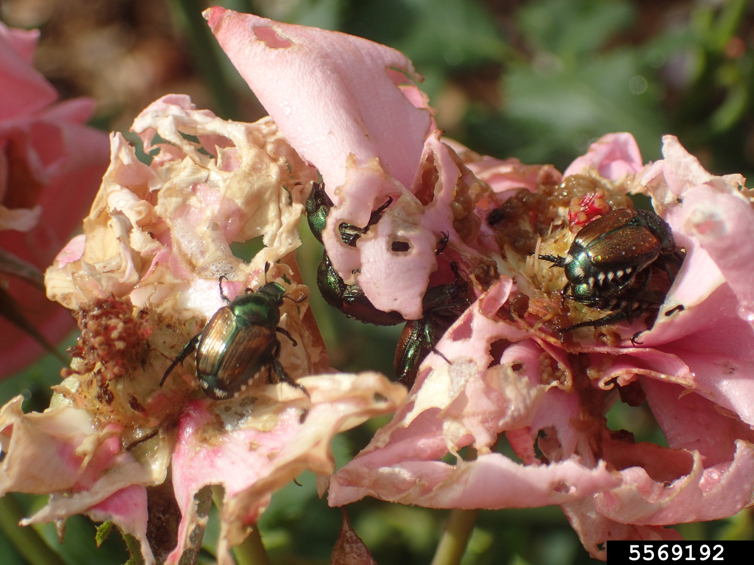 Japanese beetle (Popillia japonica Newman, 1841)