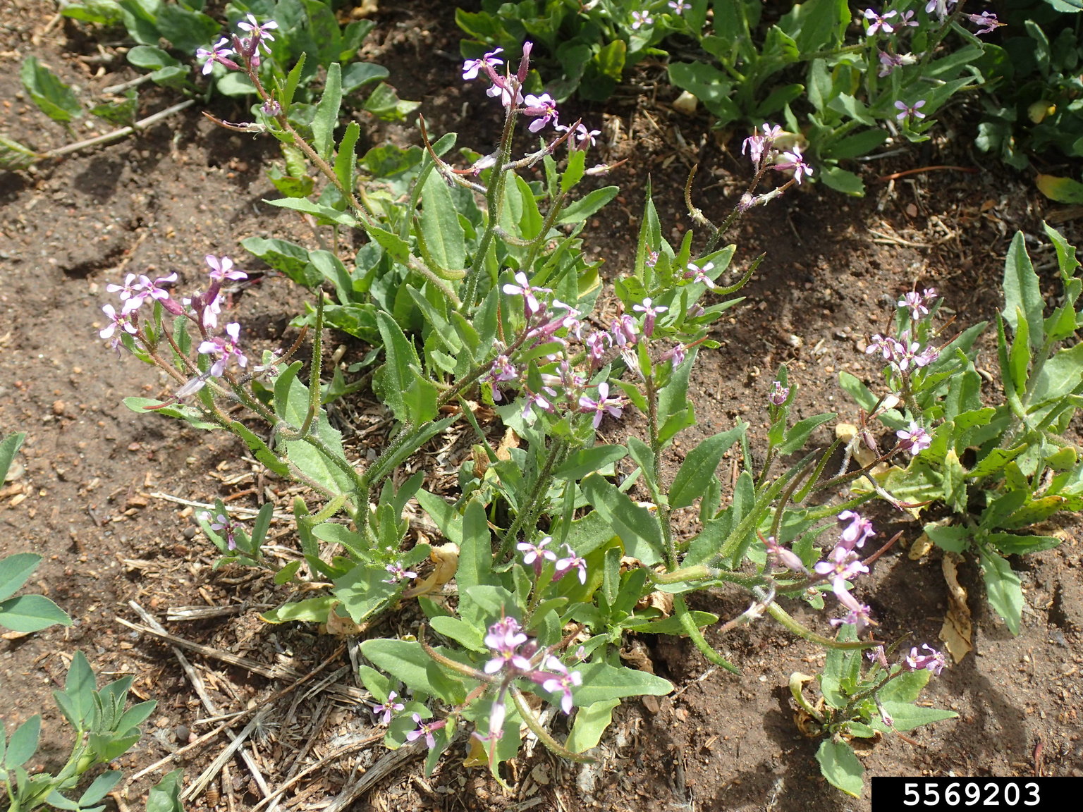 blue mustard (Chorispora tenella (Pallas) DC.)