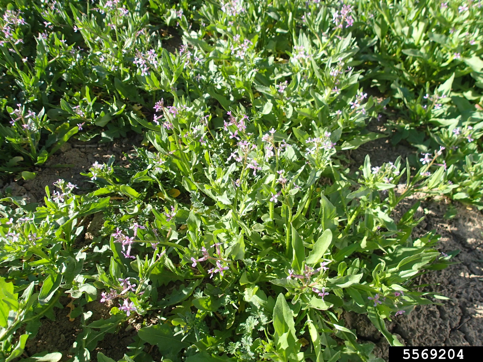 blue mustard (Chorispora tenella)