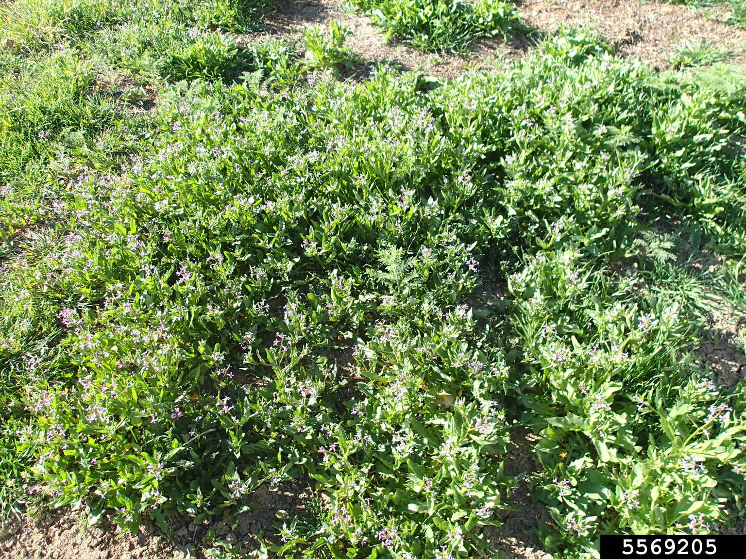 blue mustard (Chorispora tenella (Pallas) DC.)