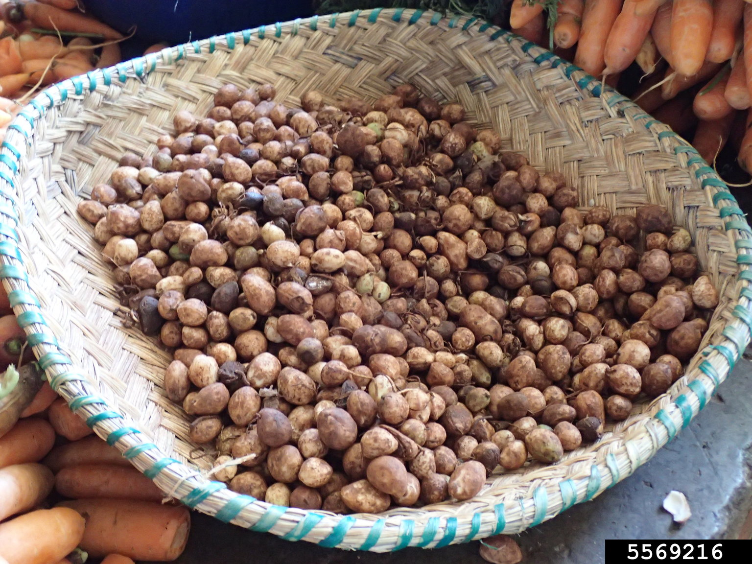 bambarra groundnut (Vigna subterranea)
