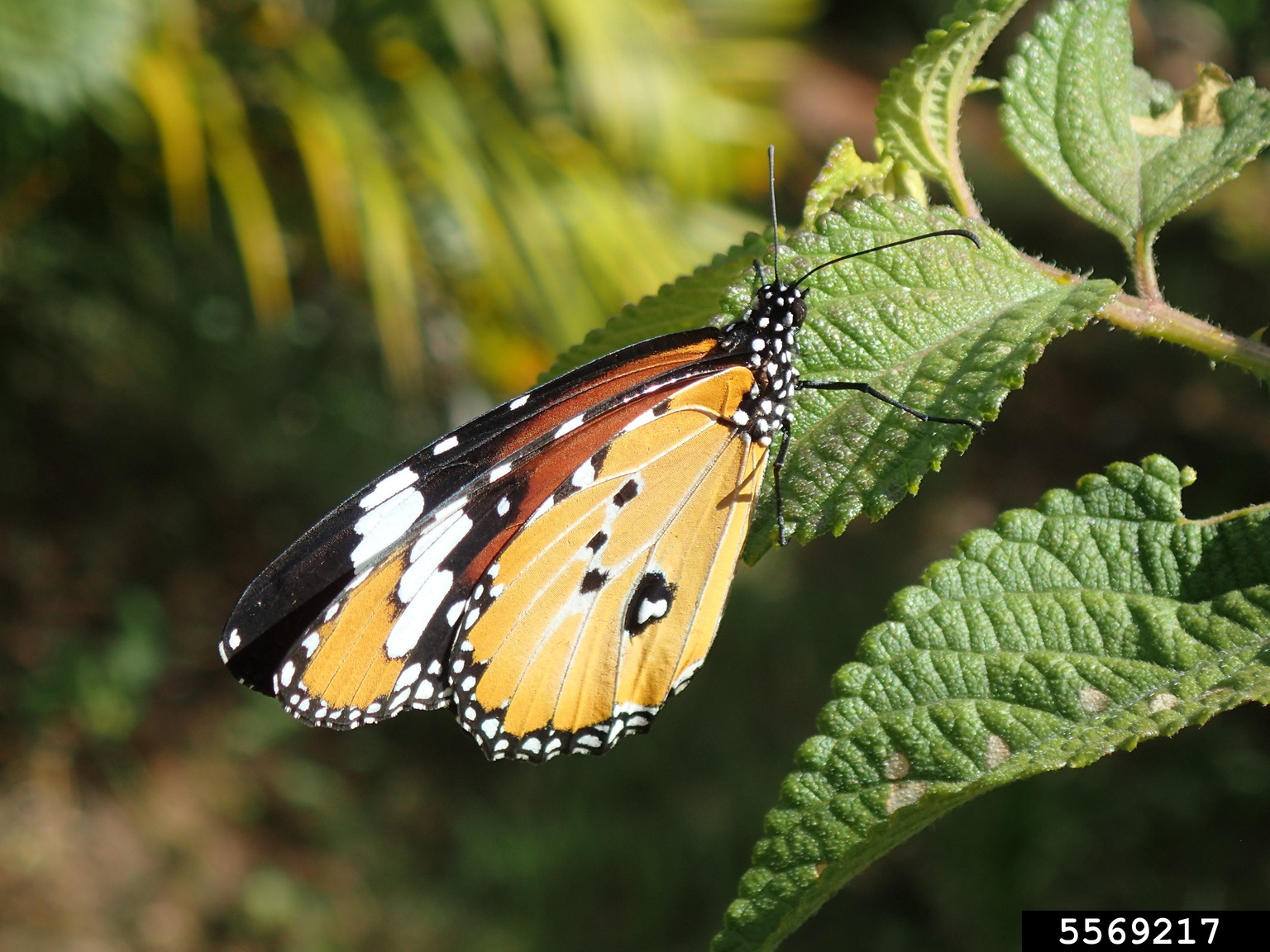 plain tiger (Danaus chrysippus (Linnaues, 1758))