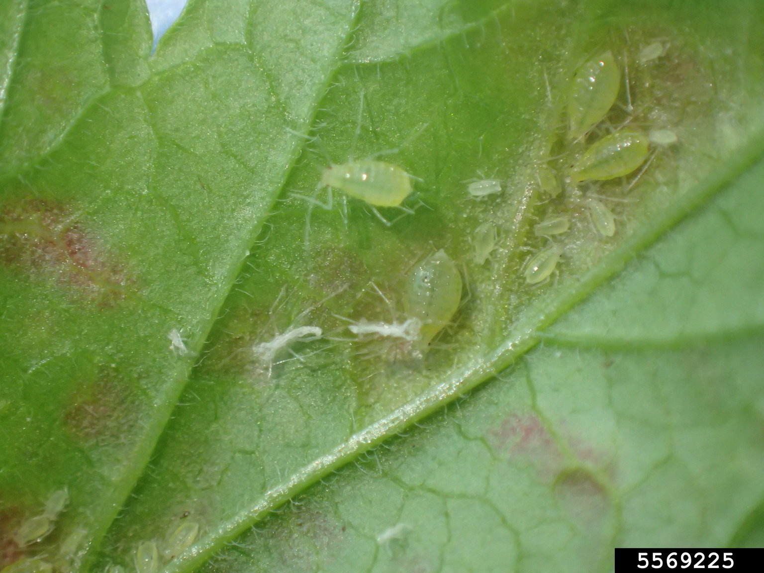 currant aphid (Cryptomyzus ribis (Linnaeus, 1758))