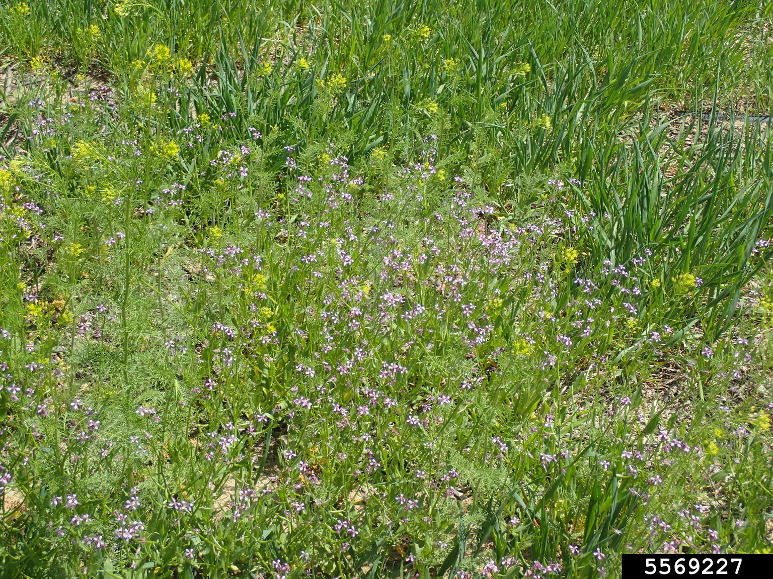 blue mustard (Chorispora tenella)