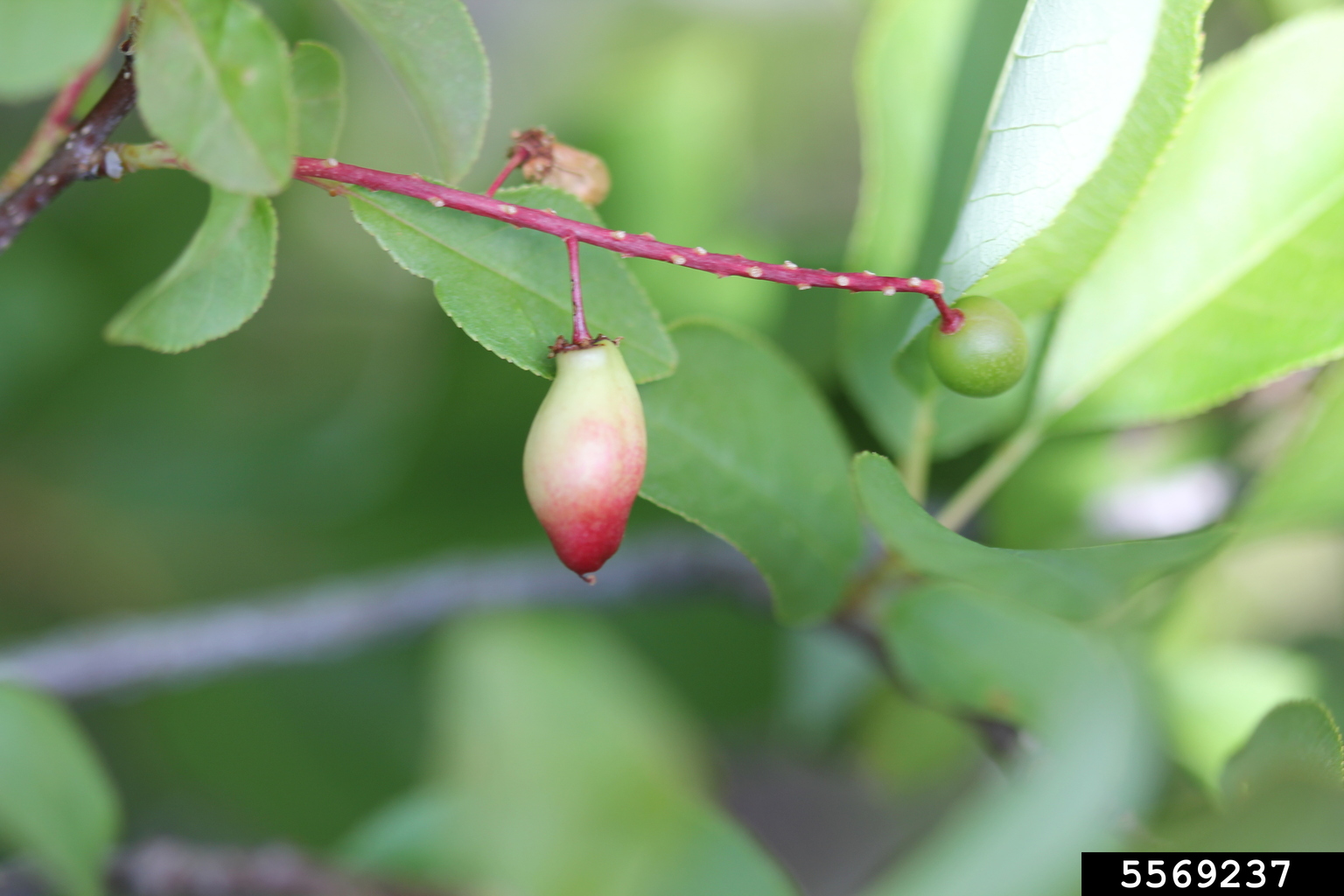 chokecherry midge (Contarinia virginianae (Felt, 1906))
