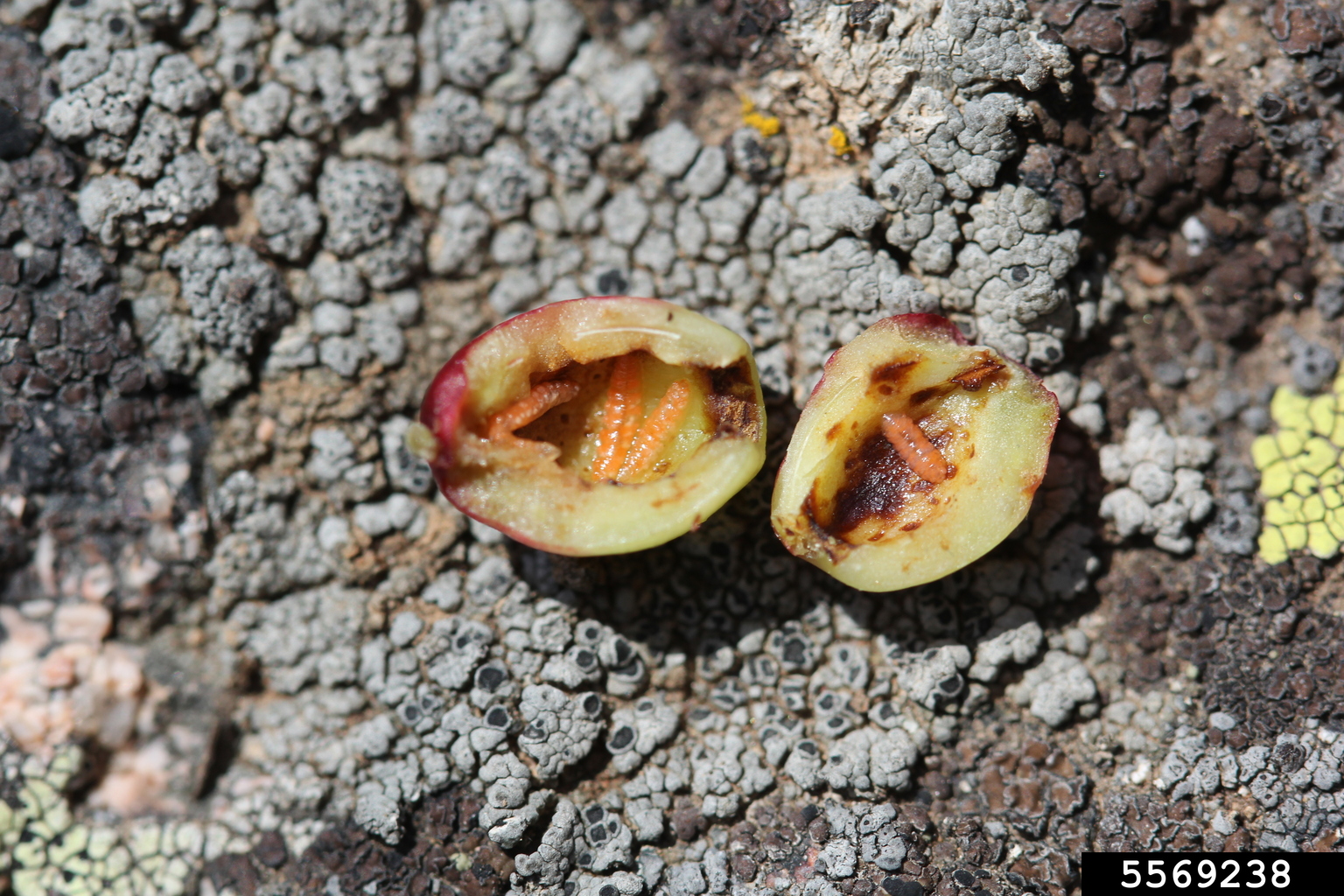 chokecherry midge (Contarinia virginianae (Felt, 1906))