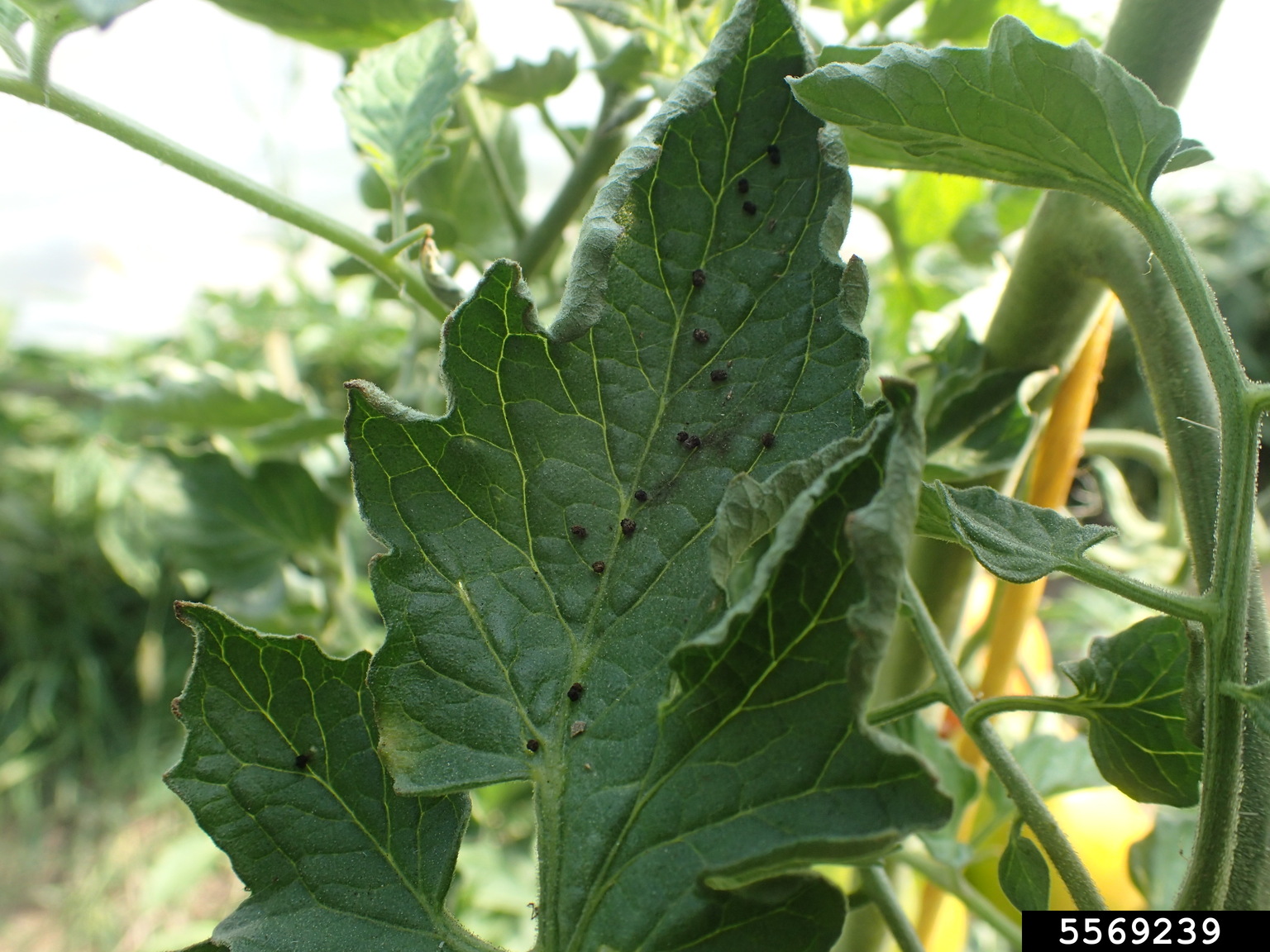 cabbage looper (Trichoplusia ni (Hubner))