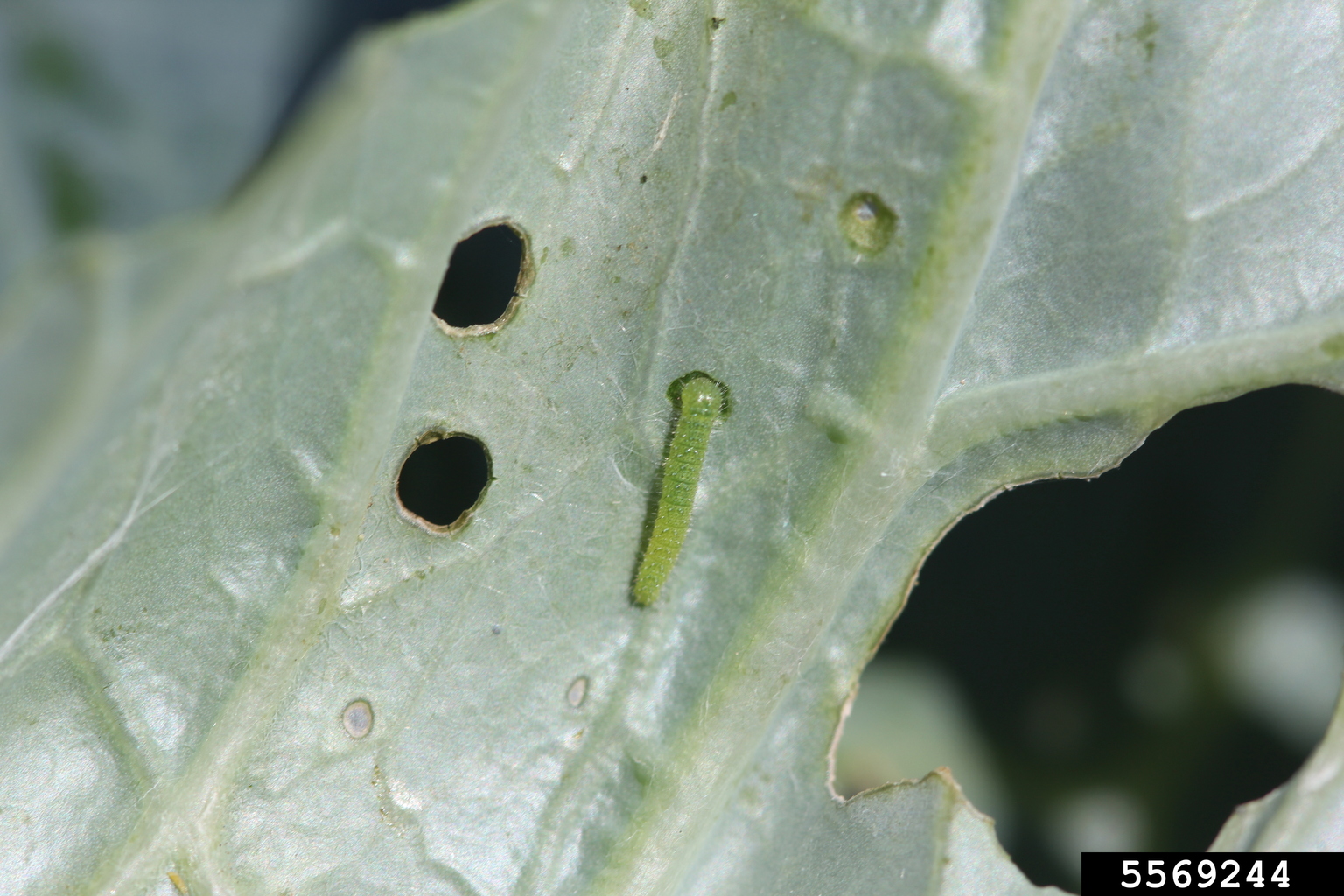 cabbage white, imported cabbage worm (Pieris rapae)