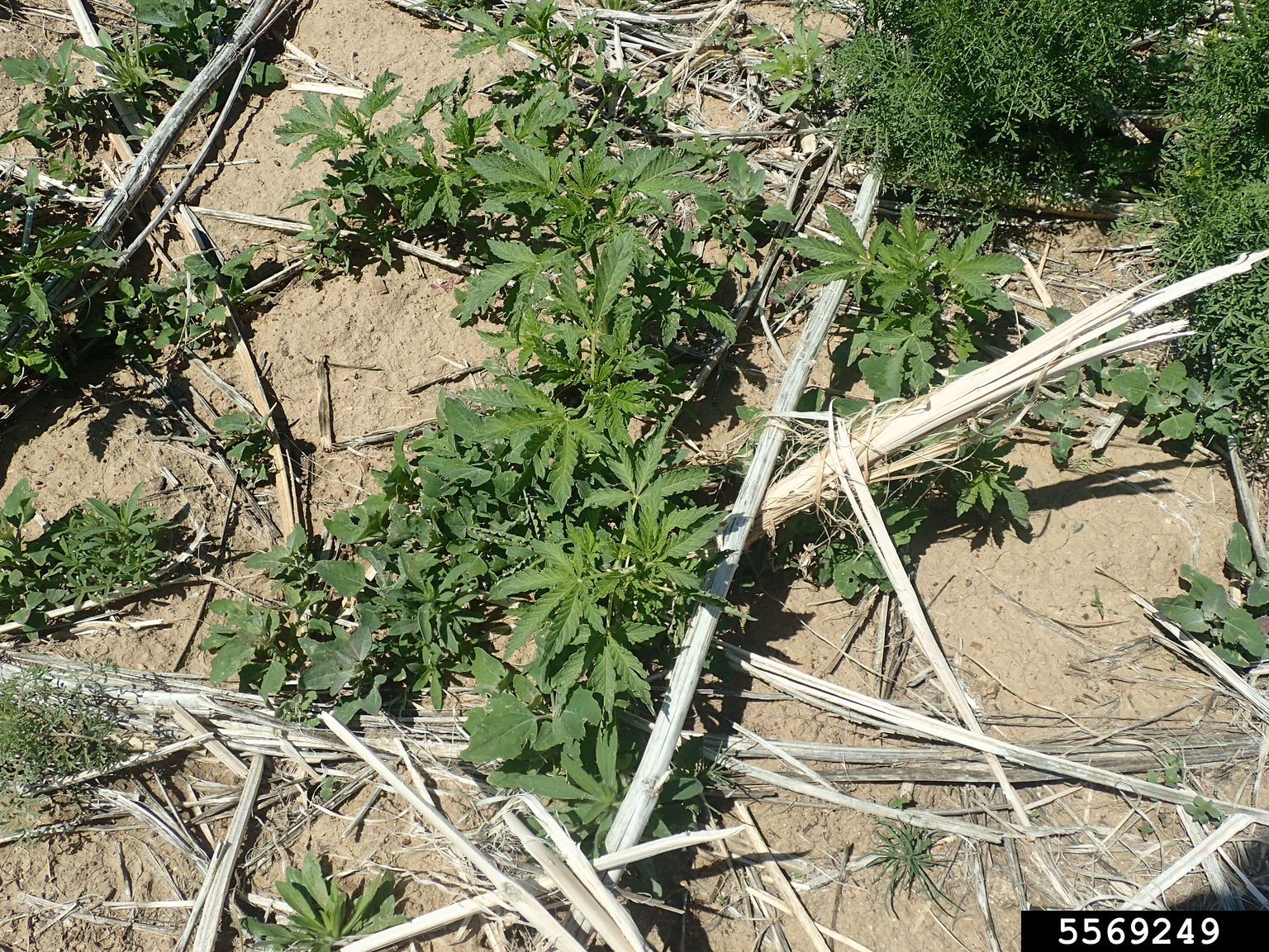 hemp/marijuana (sativa) (Cannabis sativa L)