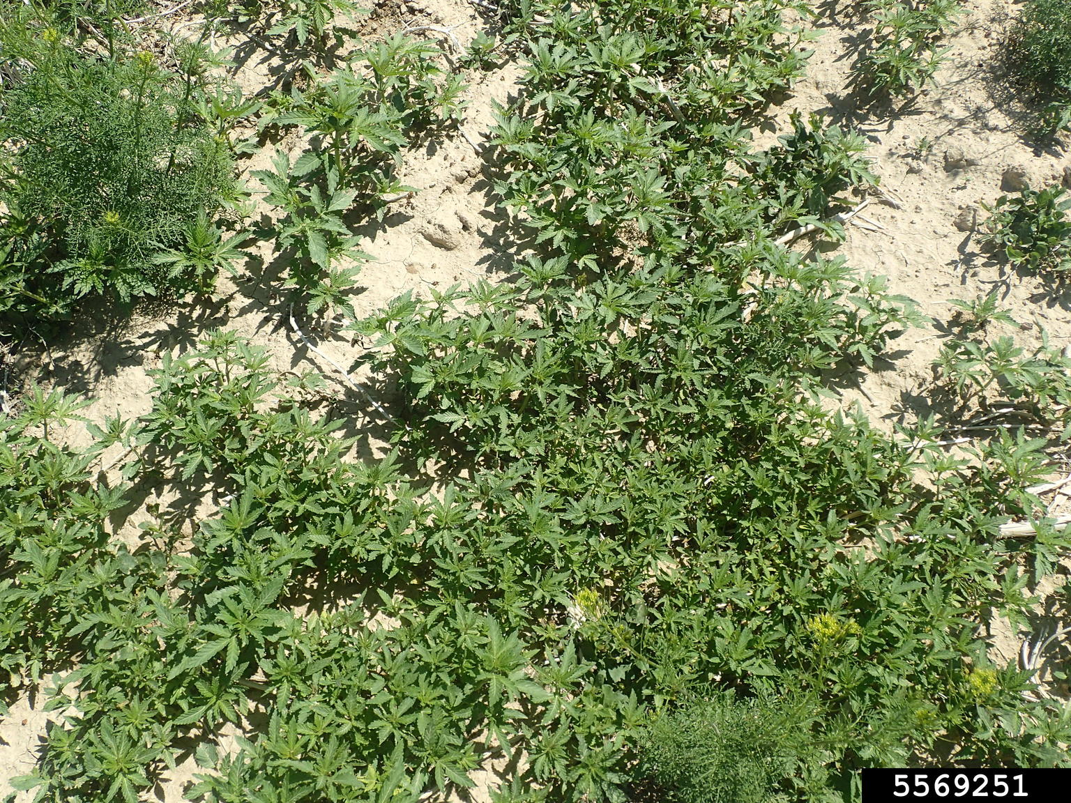 hemp/marijuana (sativa) (Cannabis sativa L)