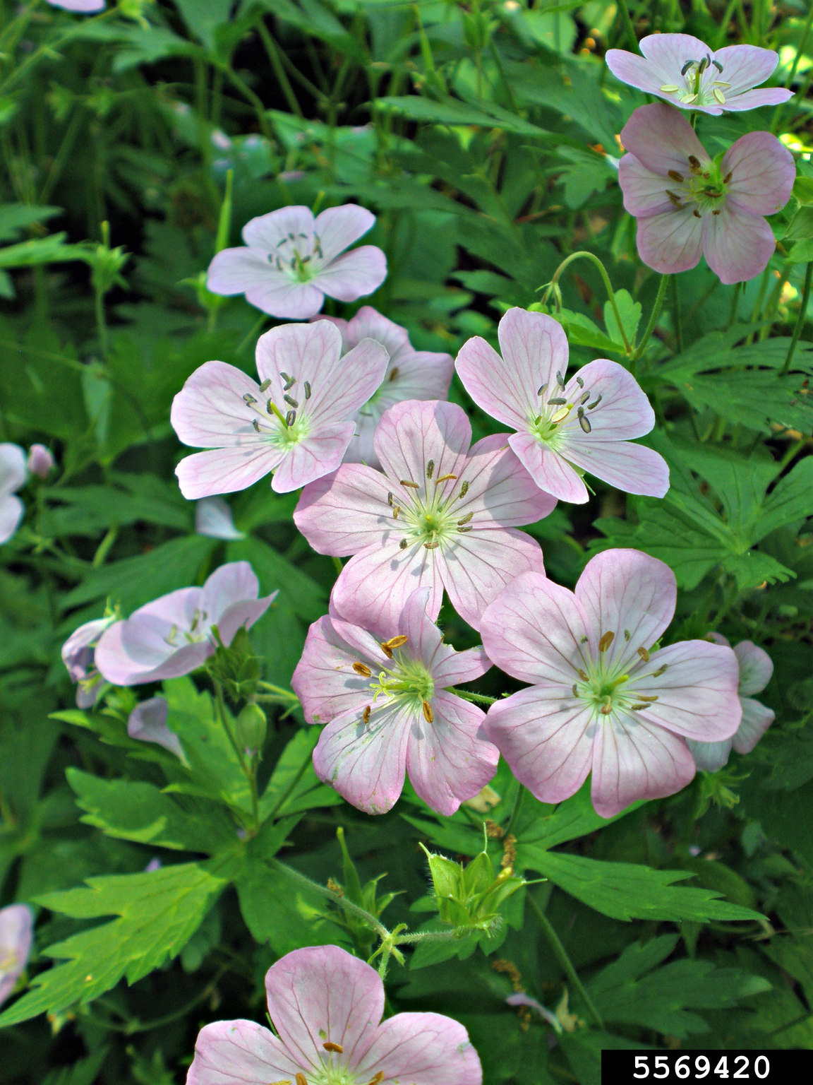wild geranium (Geranium maculatum)