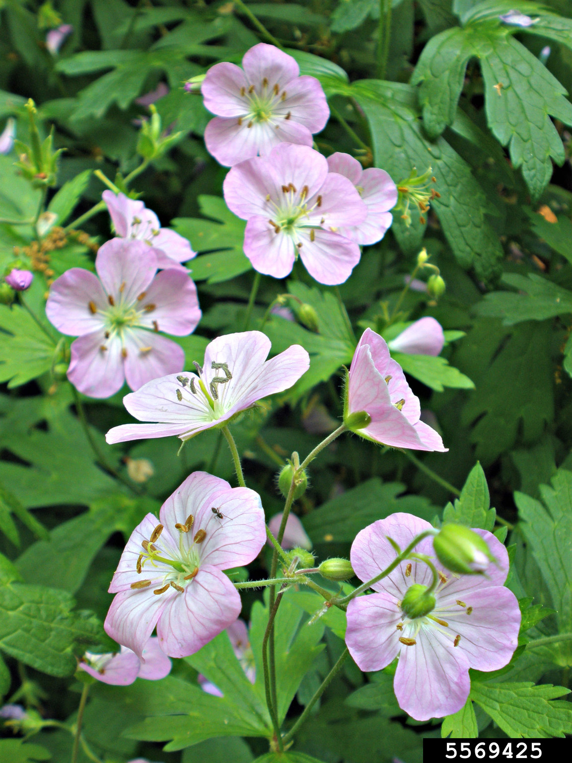 wild geranium (Geranium maculatum L.)