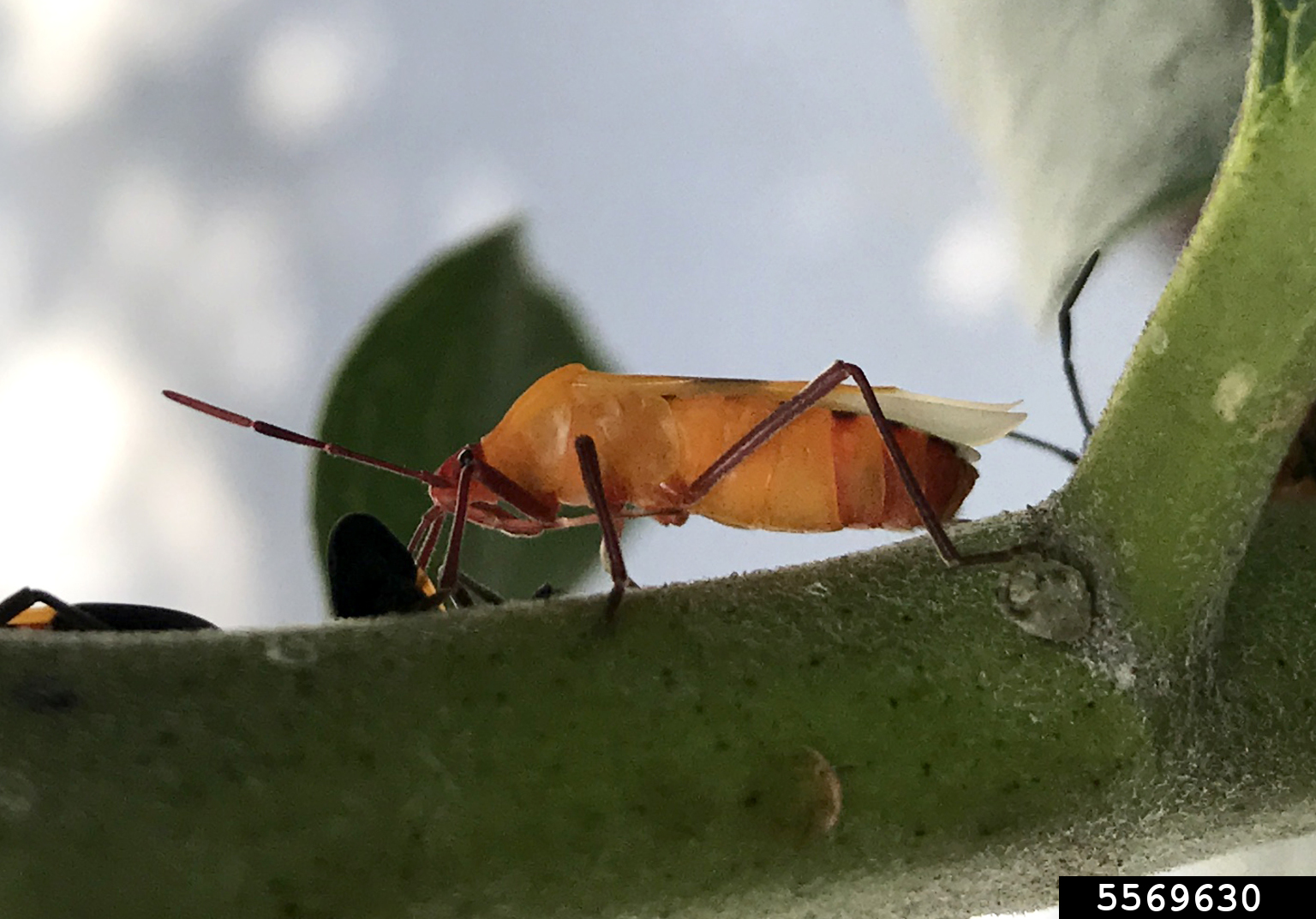 large milkweed bug (Oncopeltus fasciatus)