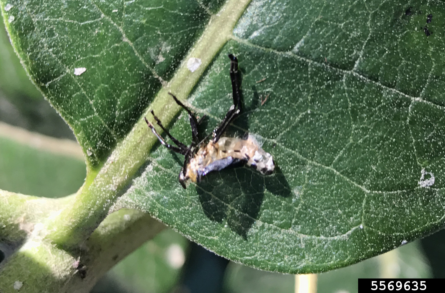 large milkweed bug (Oncopeltus fasciatus (Dallas))