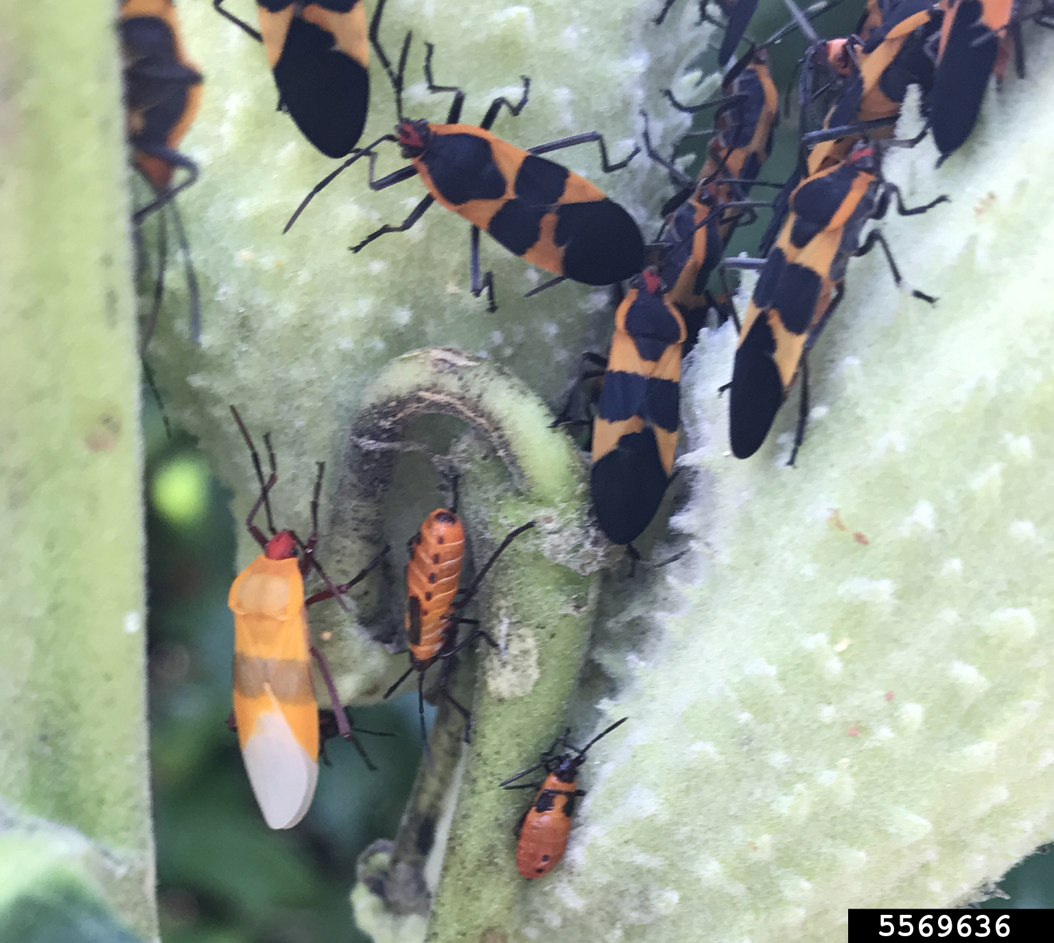 large milkweed bug (Oncopeltus fasciatus (Dallas))