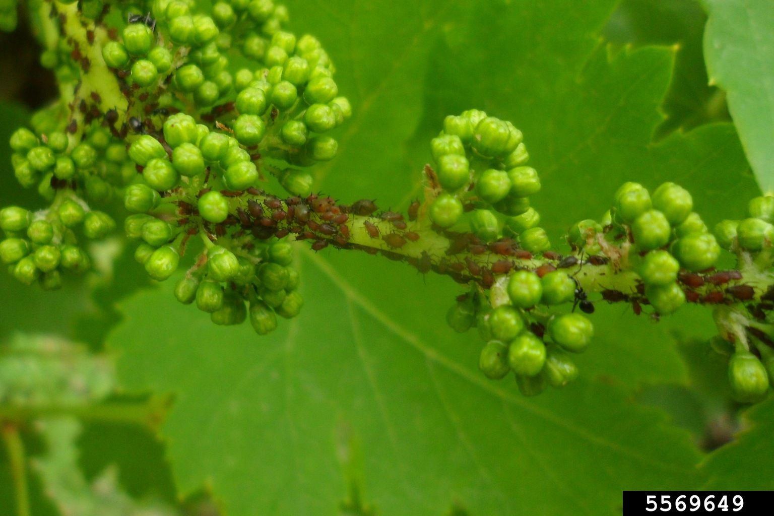 aphids (Family Aphididae)