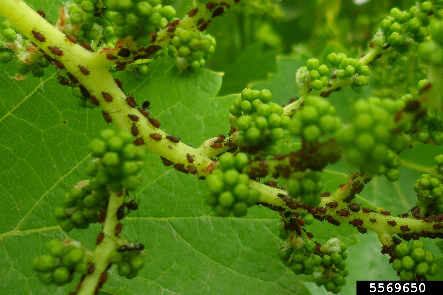 aphids (Family Aphididae)