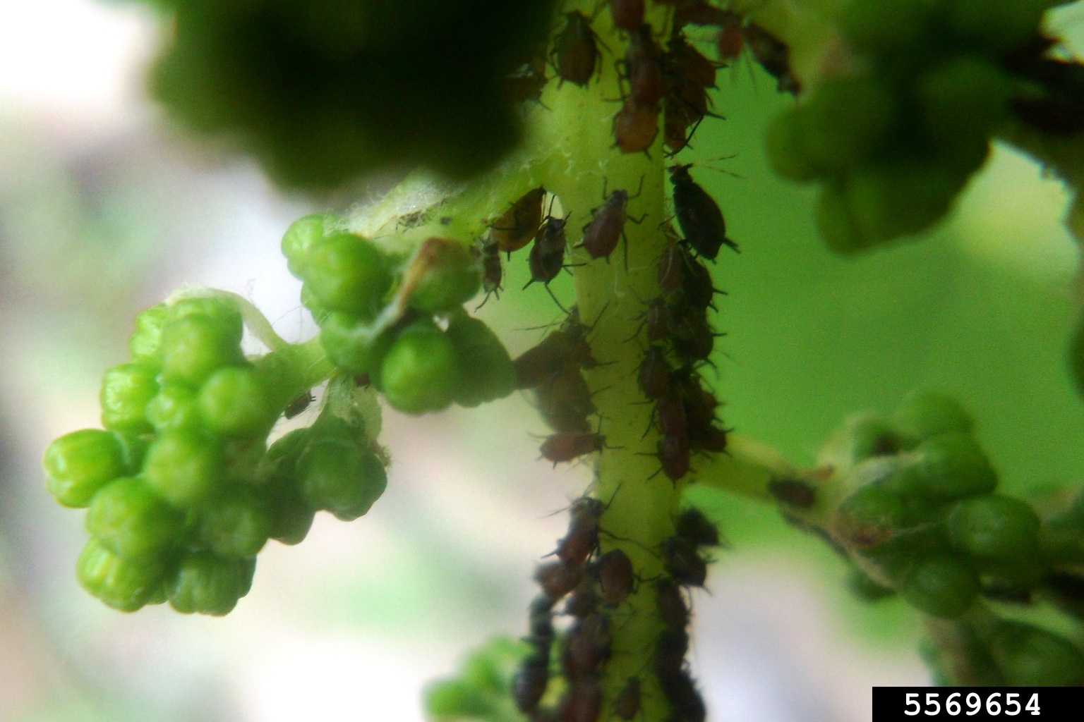 aphids (Family Aphididae)