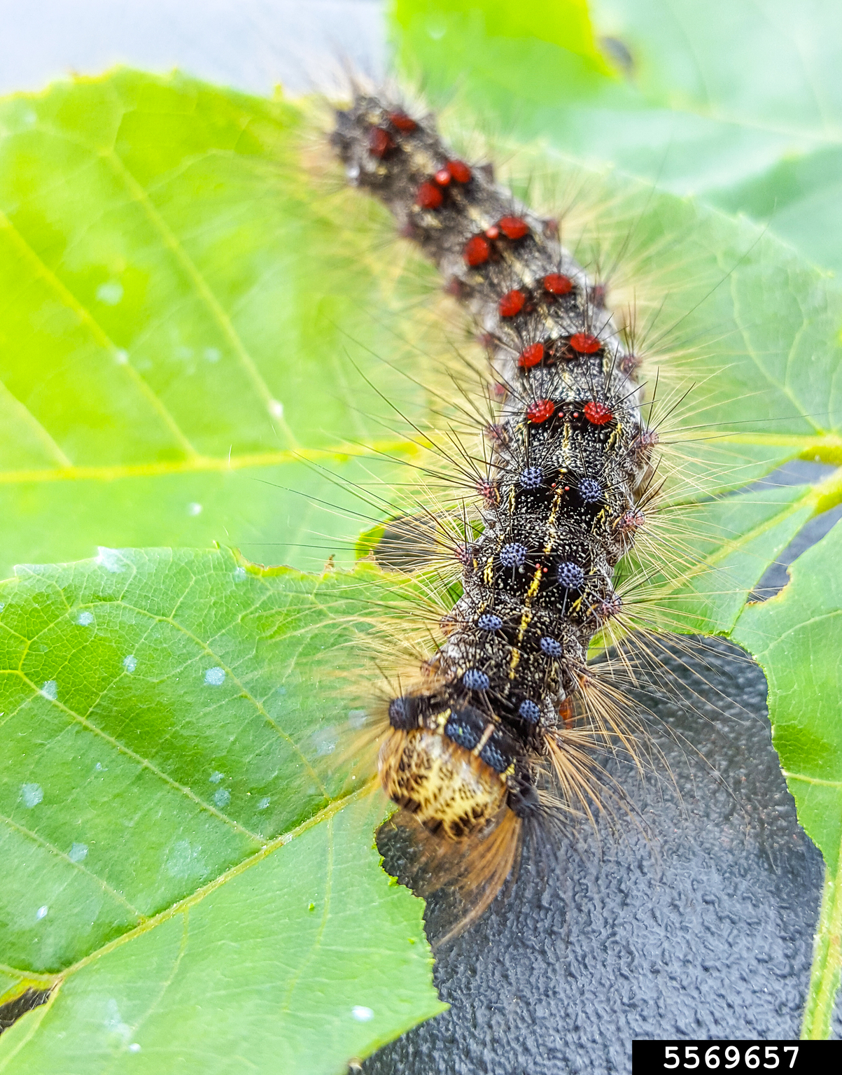 spongy moth (formerly gypsy moth) (Lymantria dispar (Linnaeus))