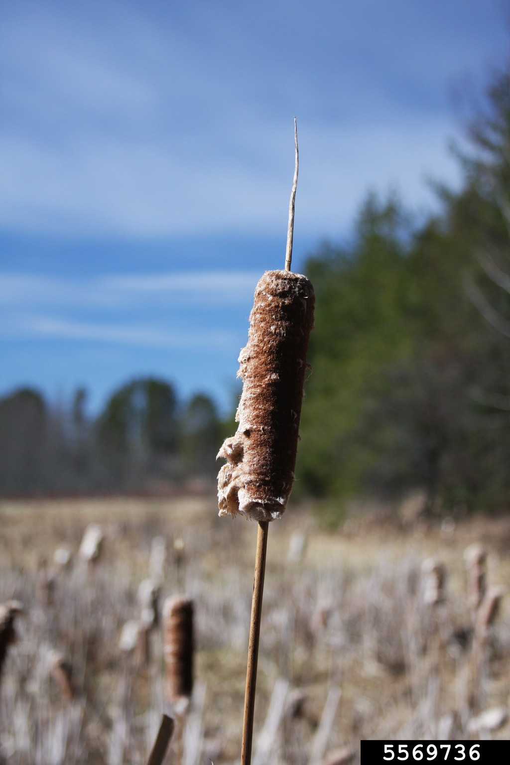 common cattail (Typha latifolia)