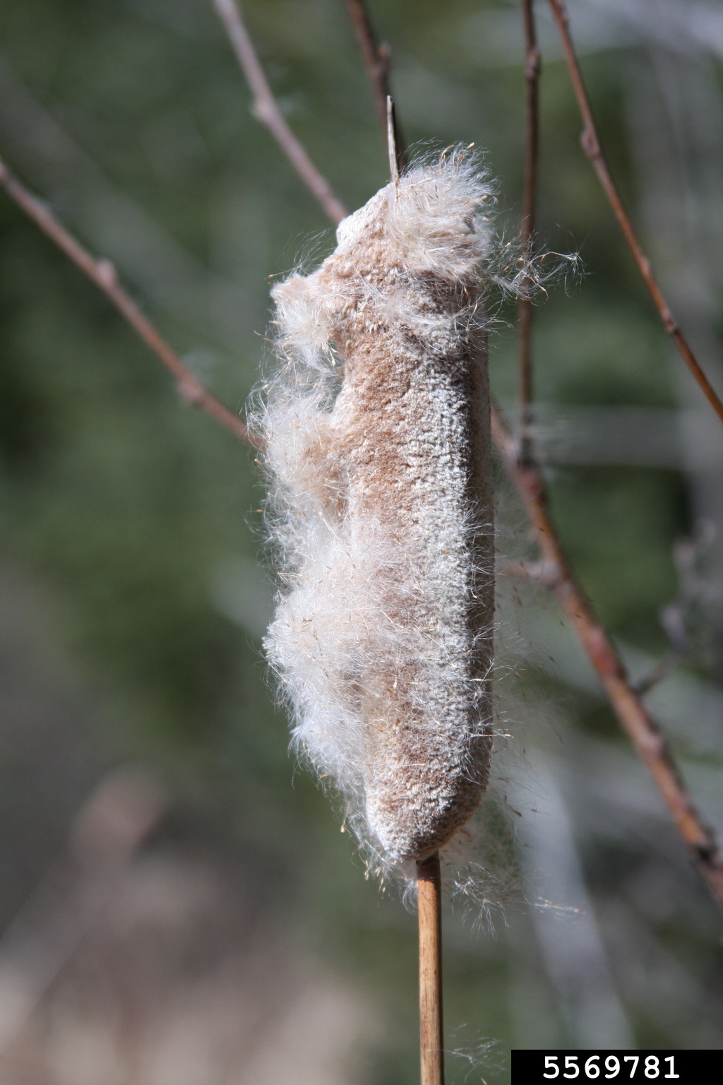 common cattail (Typha latifolia L.)