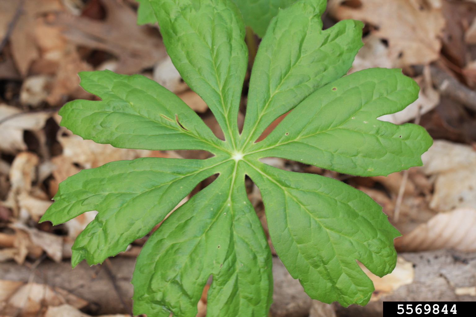 mayapple (Podophyllum peltatum L.)