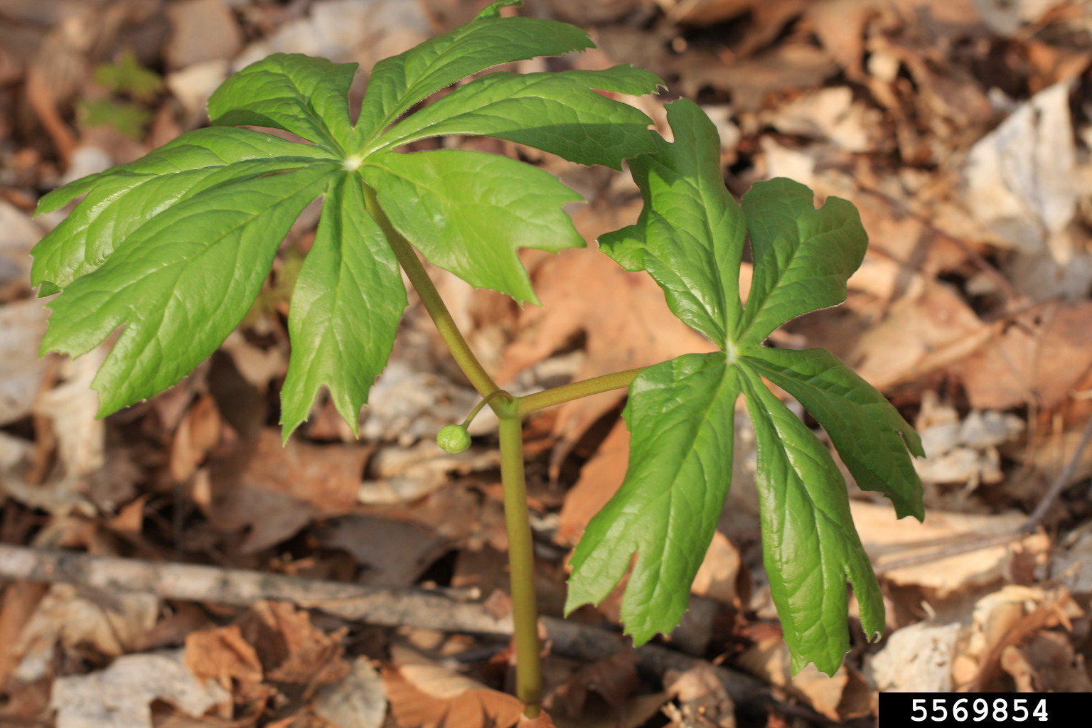 mayapple (Podophyllum peltatum)