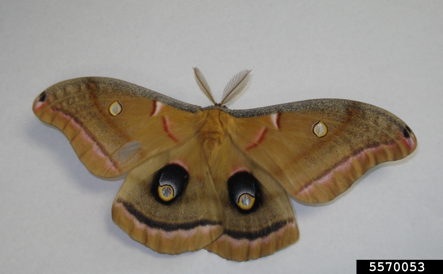 polyphemus moth (Antheraea polyphemus (Cramer))