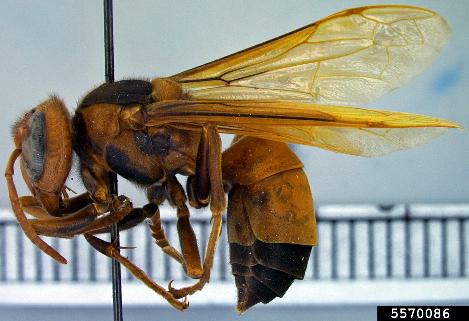 Lesser banded hornet (Vespa affinis)