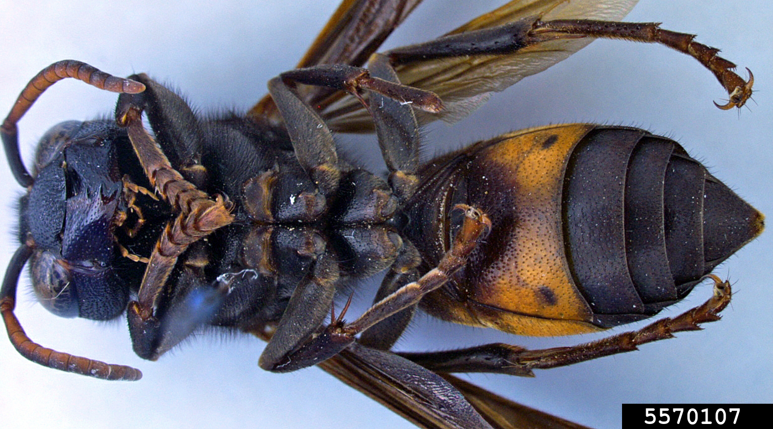 Lesser banded hornet (Vespa affinis (Linnaeus, 1764))