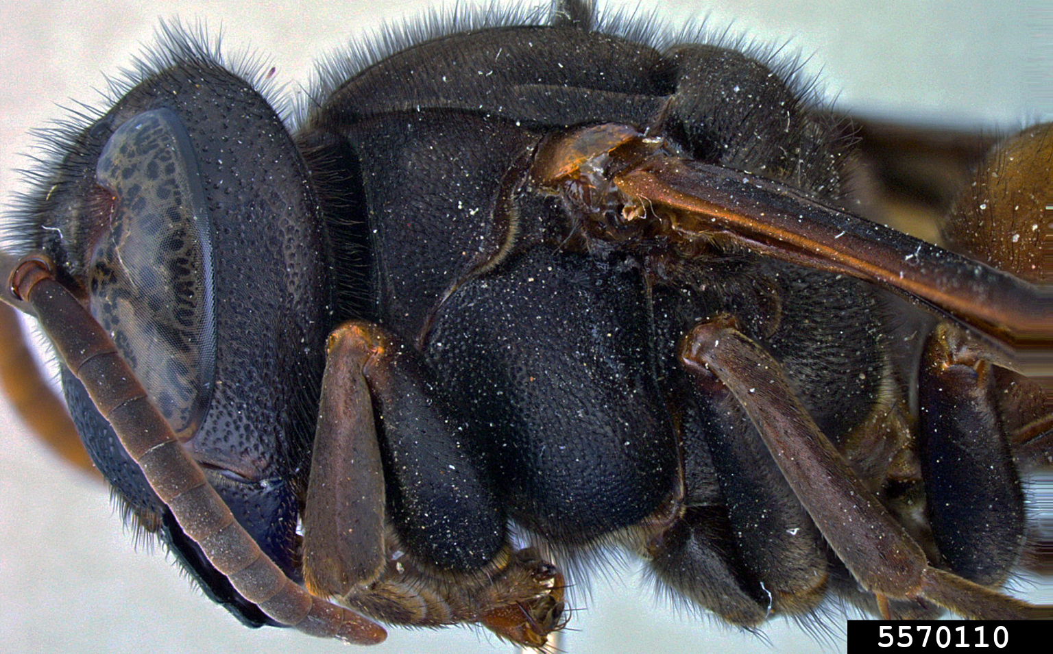 Lesser banded hornet (Vespa affinis)