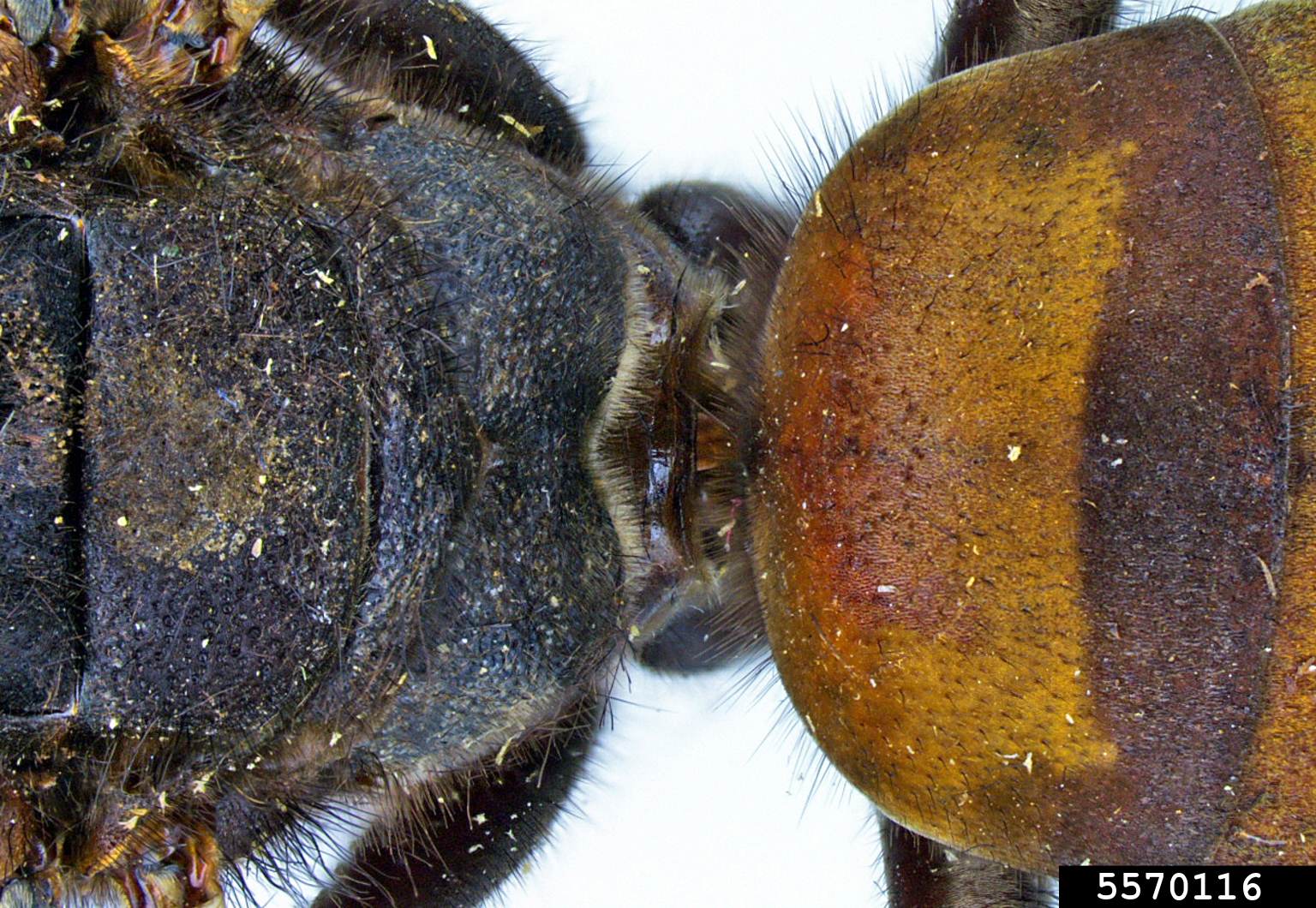 Lesser banded hornet (Vespa affinis)