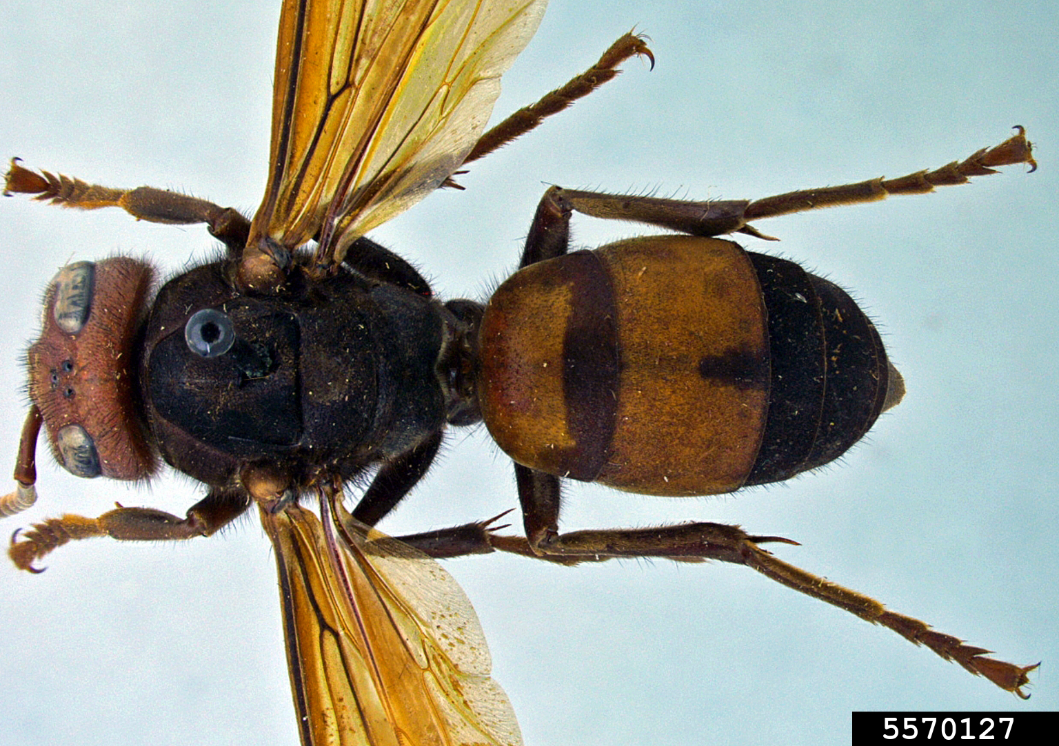 Lesser banded hornet, Vespa affinis (Hymenoptera: Vespidae) - 5570127