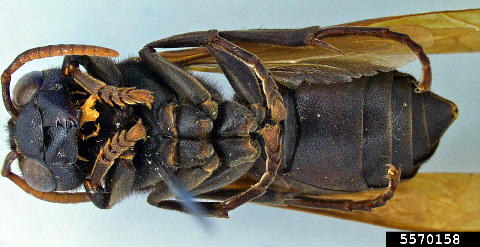 Lesser banded hornet (Vespa affinis)