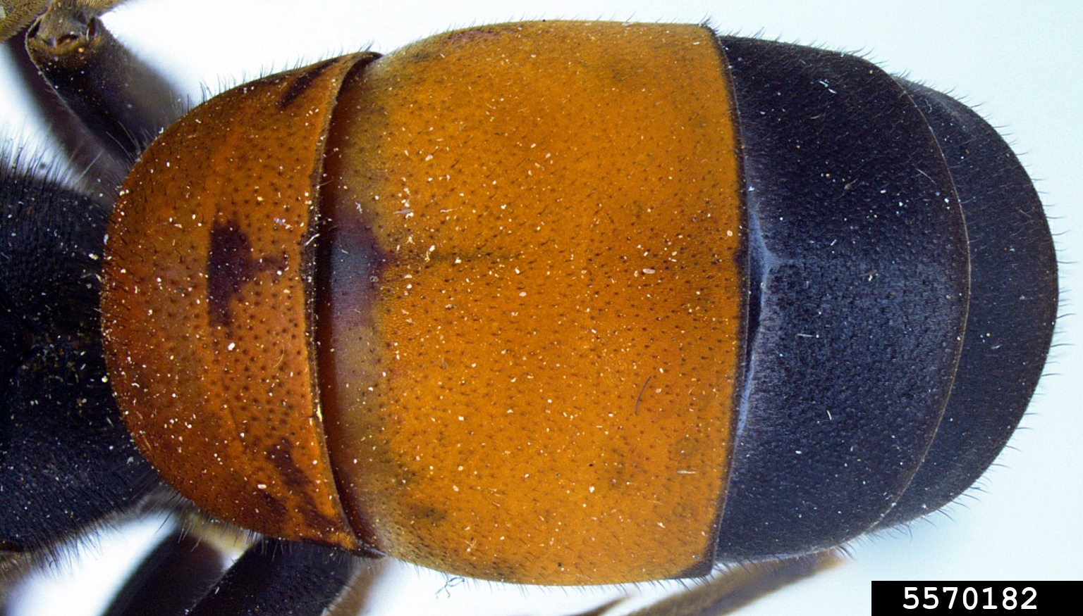 Lesser banded hornet (Vespa affinis)