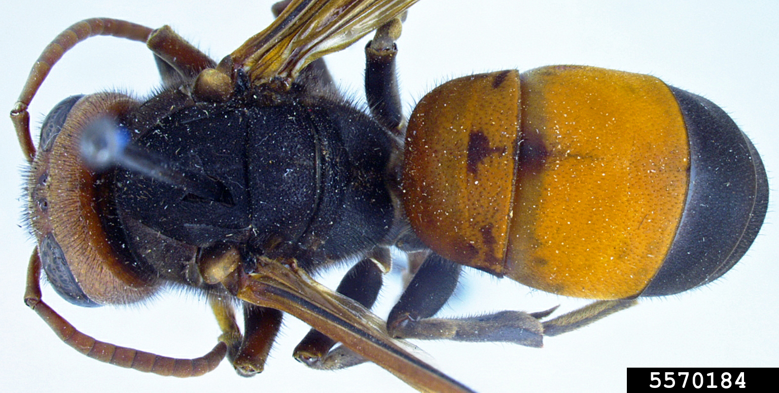 Lesser banded hornet (Vespa affinis)