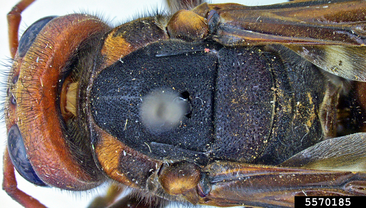 Lesser banded hornet (Vespa affinis (Linnaeus, 1764))