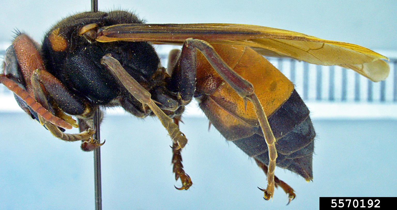 Lesser banded hornet (Vespa affinis)