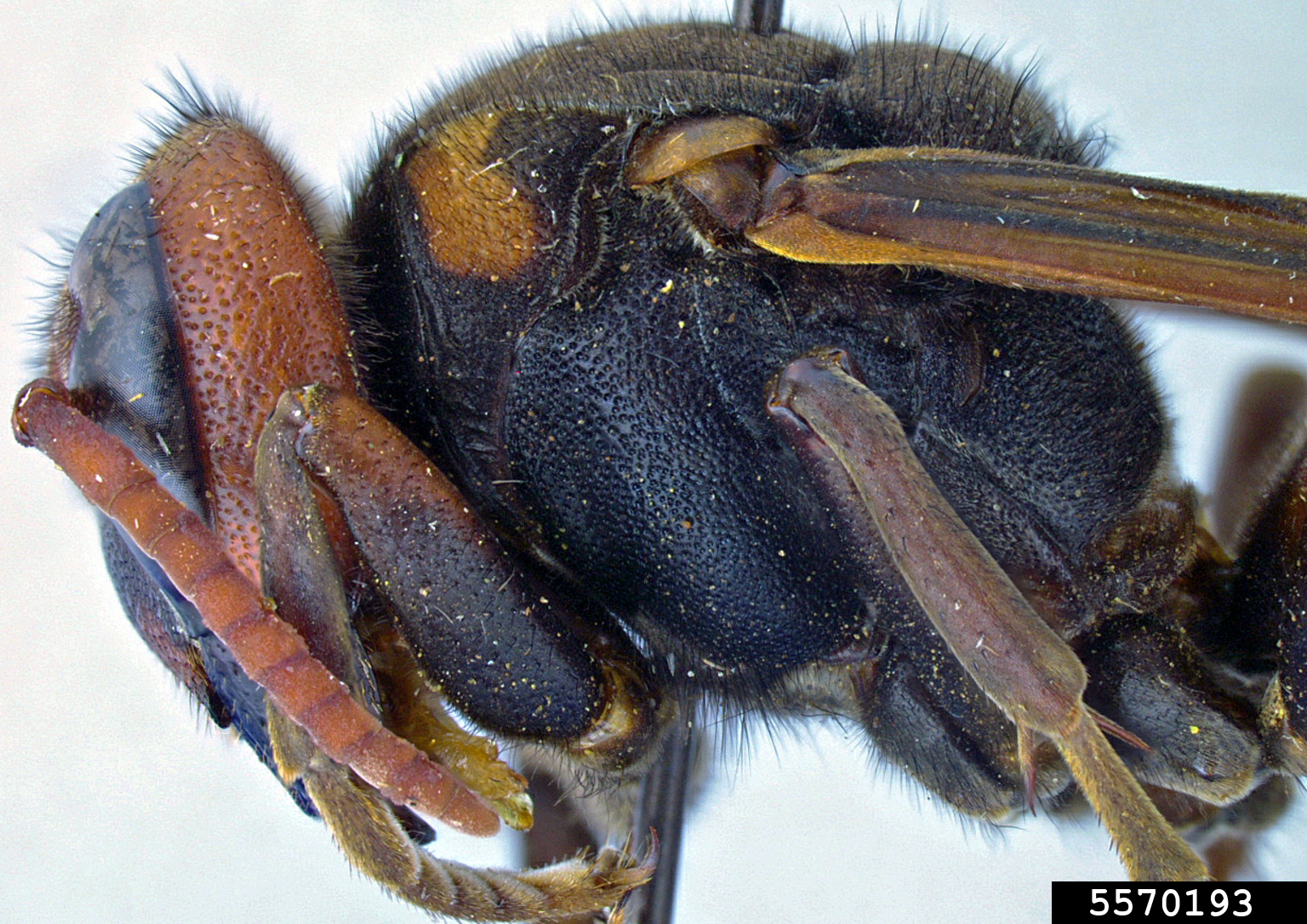 Lesser banded hornet (Vespa affinis)