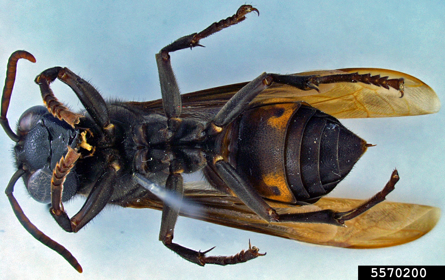 Lesser banded hornet (Vespa affinis)