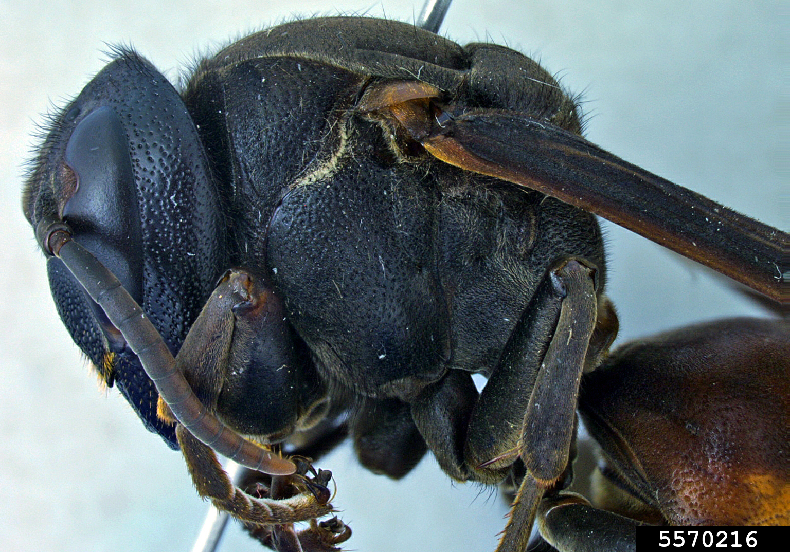 Lesser banded hornet (Vespa affinis)