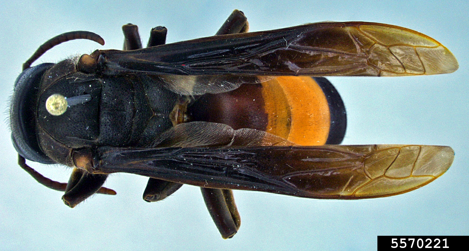 Lesser banded hornet (Vespa affinis)