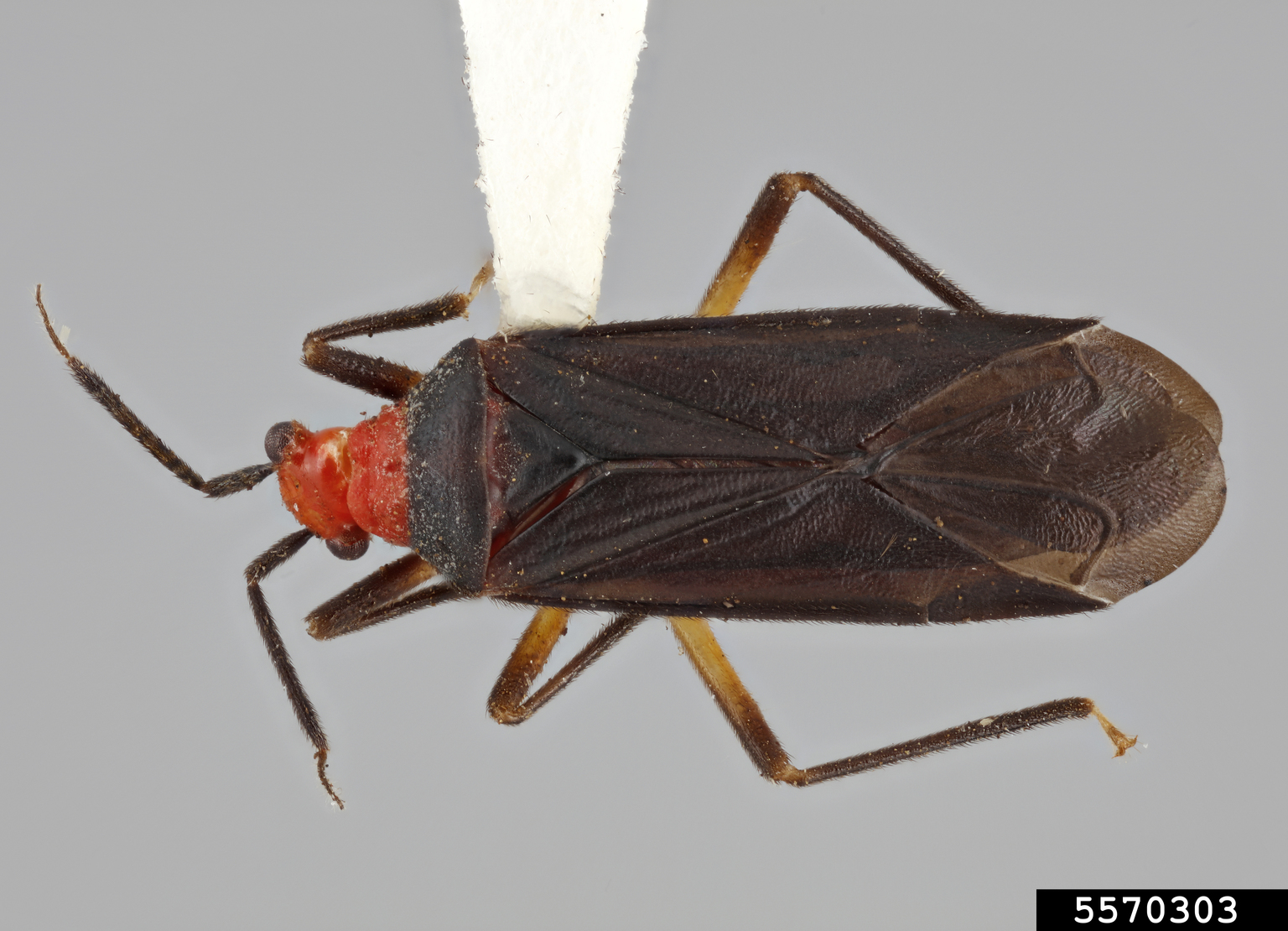 Plant bug (Pachypoda major Carvalho)