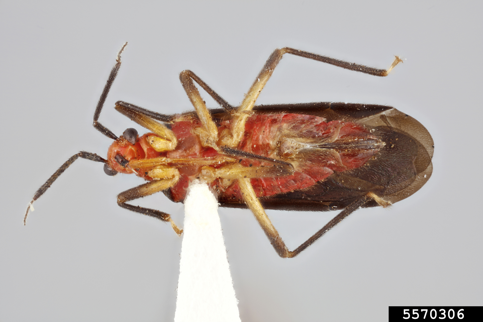 Plant bug (Pachypoda major Carvalho)